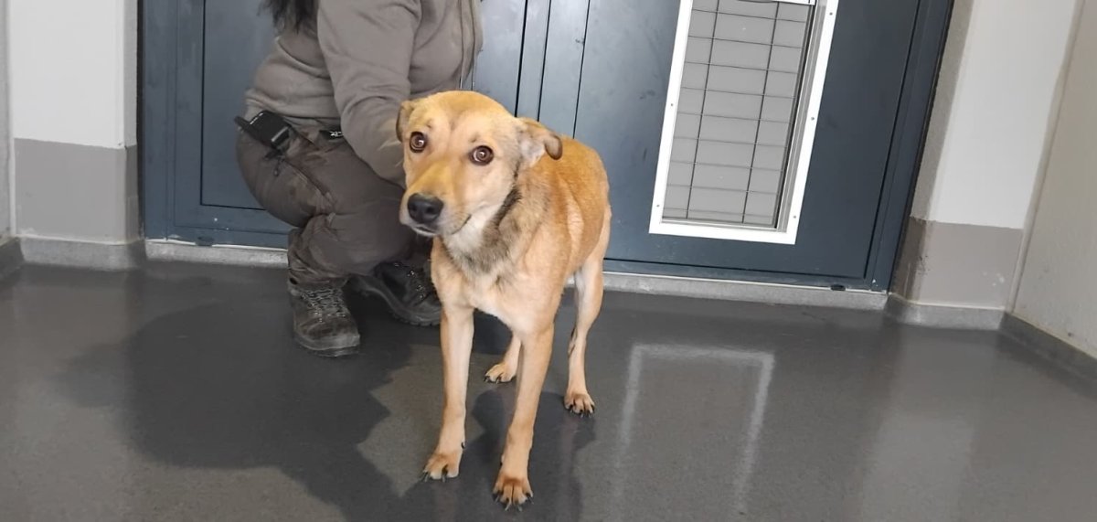 Janni | Tierheim Ransbach-Baumbach