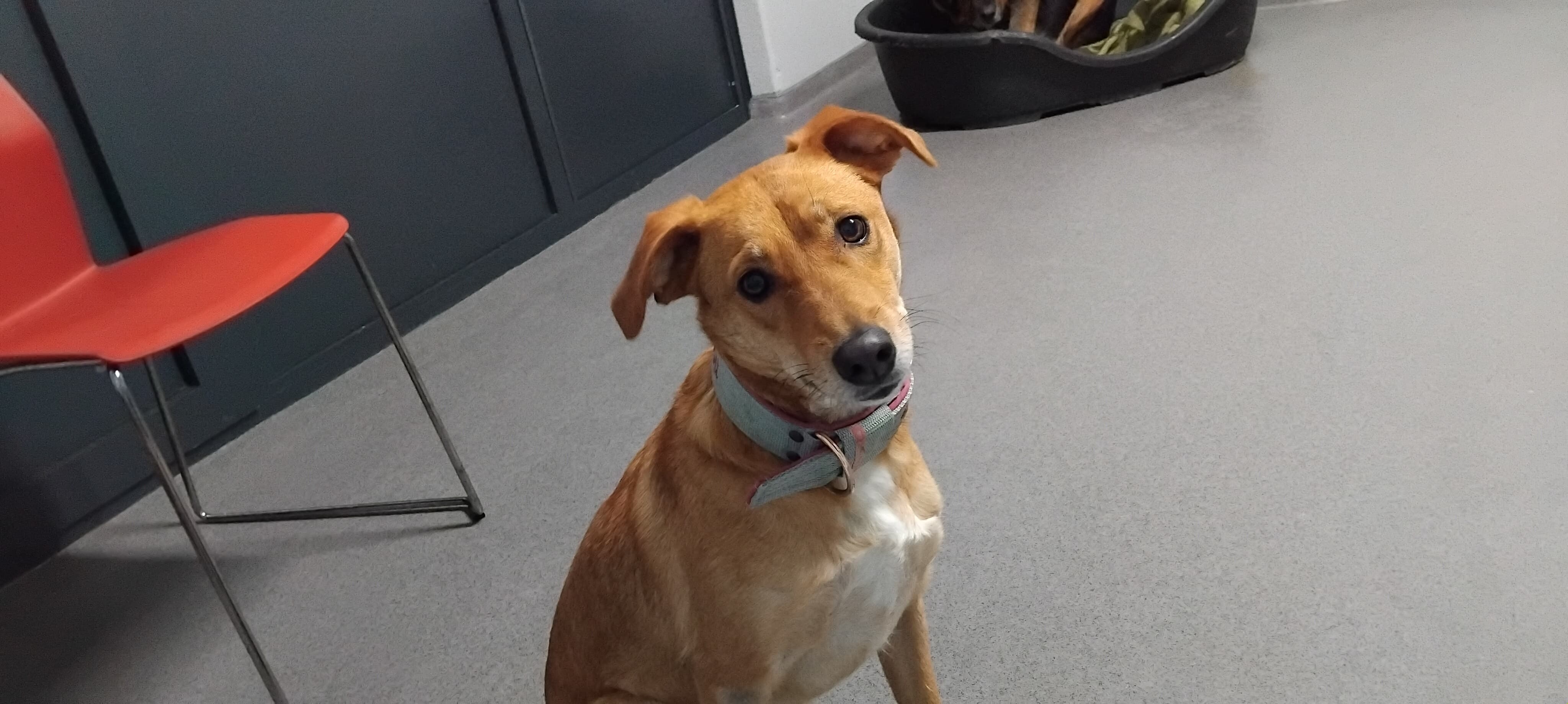 Hier stellen wir unsere Hunde vor | WebPackage