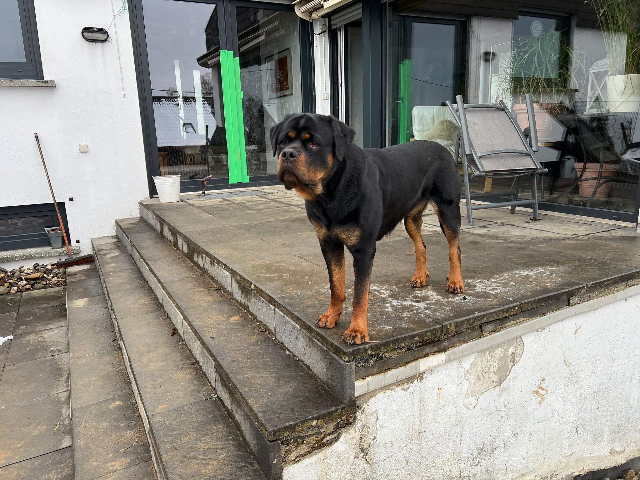 Hier stellen wir unsere Hunde vor | WebPackage