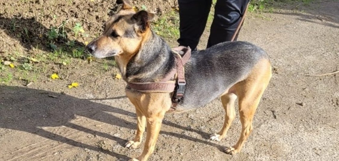 Vermittlungshilfe für Hund Mara | Tierheim Ransbach-Baumbach